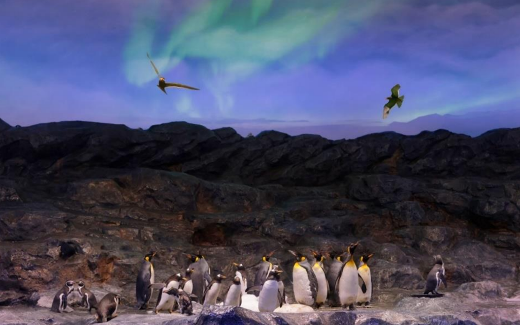 ONE sponsors Penguin Cove in Singapore’s New Bird Paradise