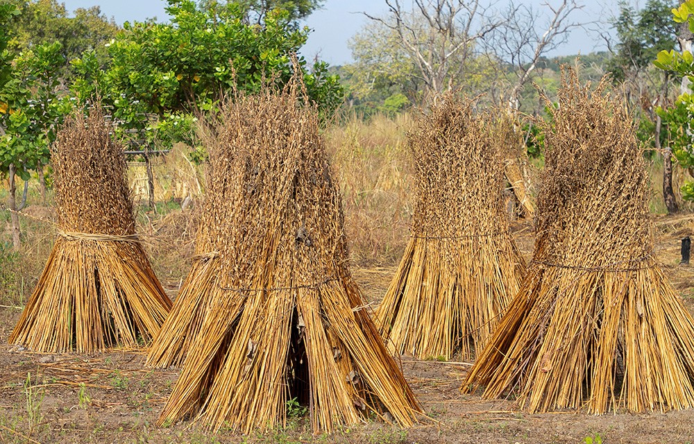 Growing Africa’s Sesame Potential with MSC’s Solutions - Logistics Manager